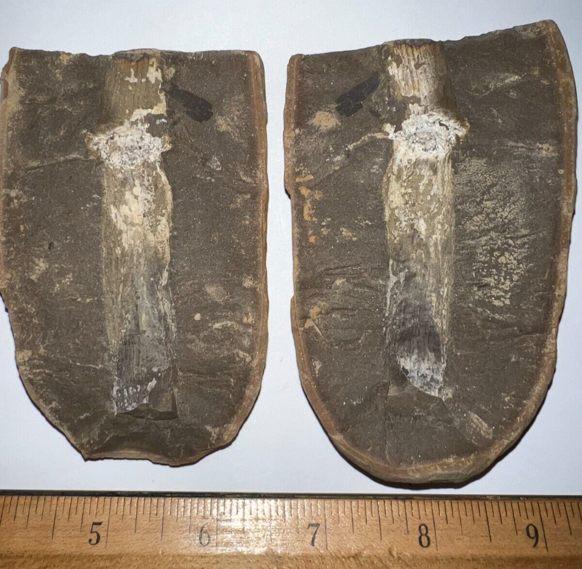Calamites Fossil Calamites Fossil, Pennsylvanian Age | #4661253638