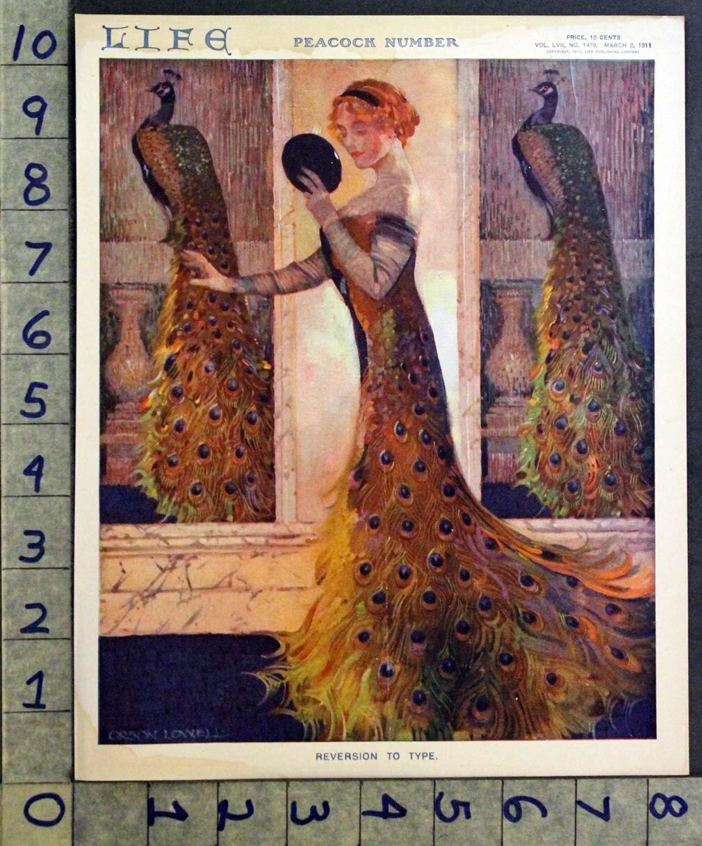 1911 WOMAN FASHION PEACOCK DRESS SEXY BEAUTY ORSON LOWELL ILLUS ART ...