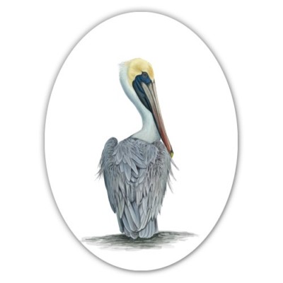 Brown Pelican Car Laptop Phone Vinyl Sticker - SELECT SIZE | eBay