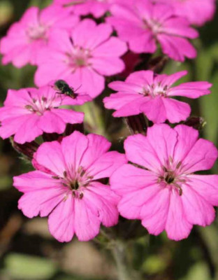lychnis alpina Magenta Perennial plant 1 x 9cm, alpine rockery ready ...