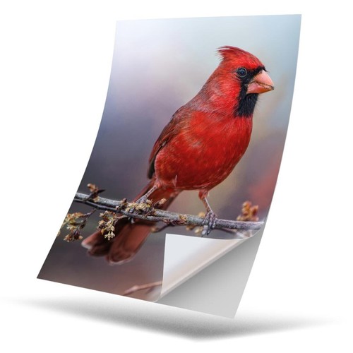 1 x Vinyl Sticker A4 - Red Northern Cardinal Bird #12600 | eBay