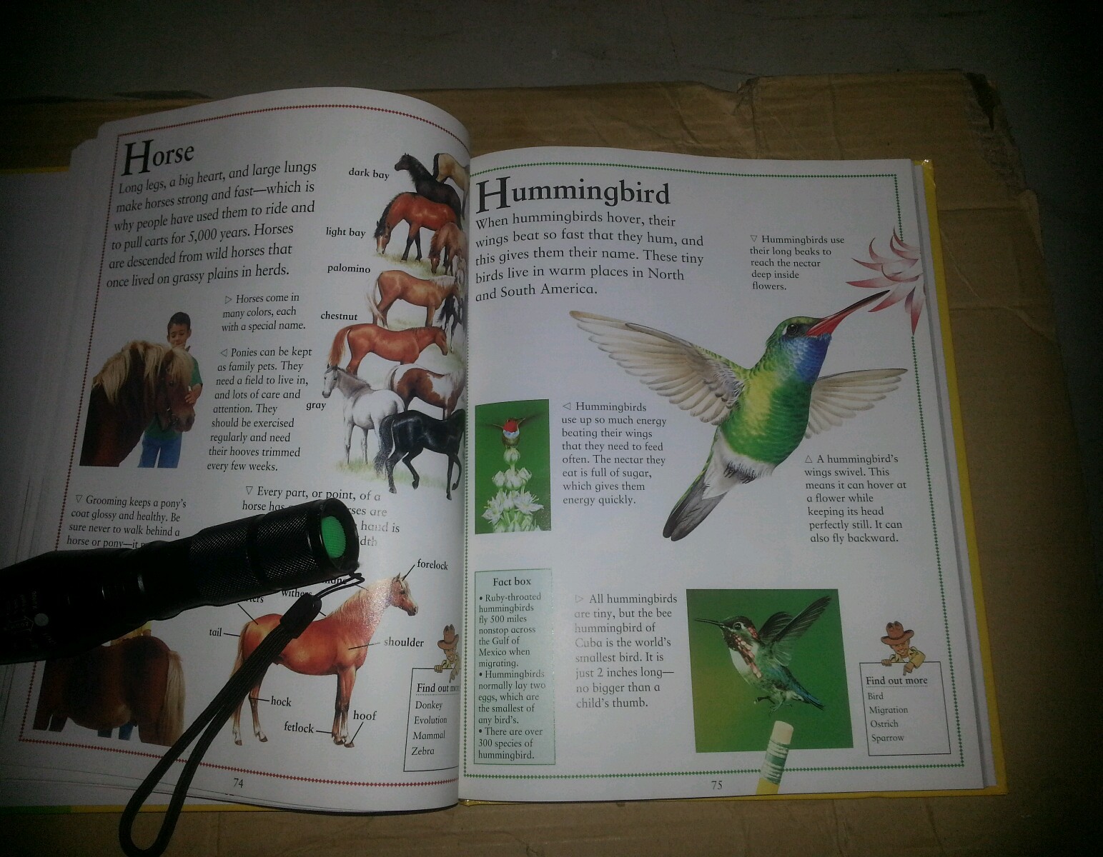 Kingfisher First Reference Ser.: The Kingfisher First Animal ...