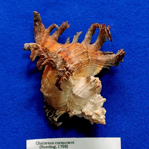 Chicoreus cornucervi 86mm Murex Shell Sea shells | eBay