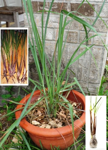 LOT 2-4-6 Pc Fragrant Lemon Grass Cymbopogon Live Root Soiled Plants ...