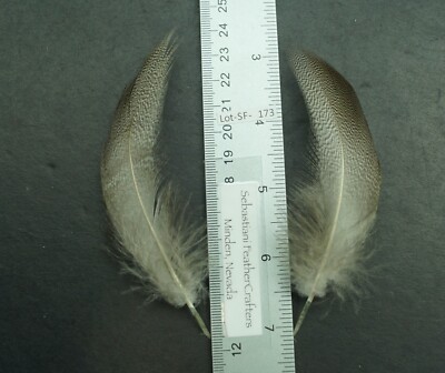 One Pair ~4.5" Farm Raised Extra Select Bronze Mallard Flanks Lot-SF ...