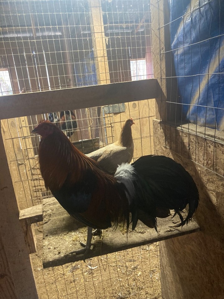 american gamefowl eggs Pure Dead End Blueface hatch | eBay