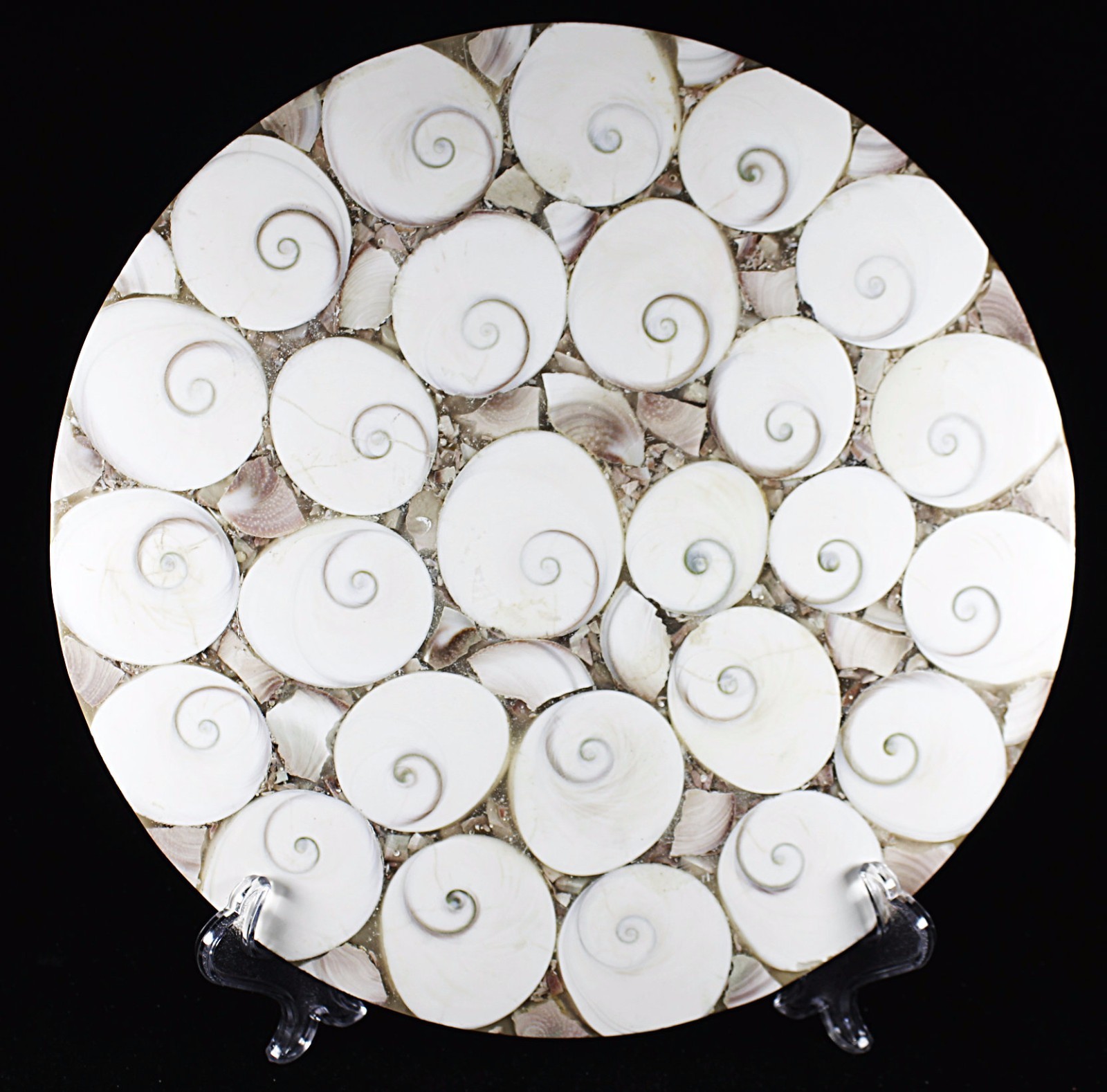 9.17" SEASHELLS JURASSIC DISK HALF CUT w/ACRYLIC STAND-Madagascar | eBay