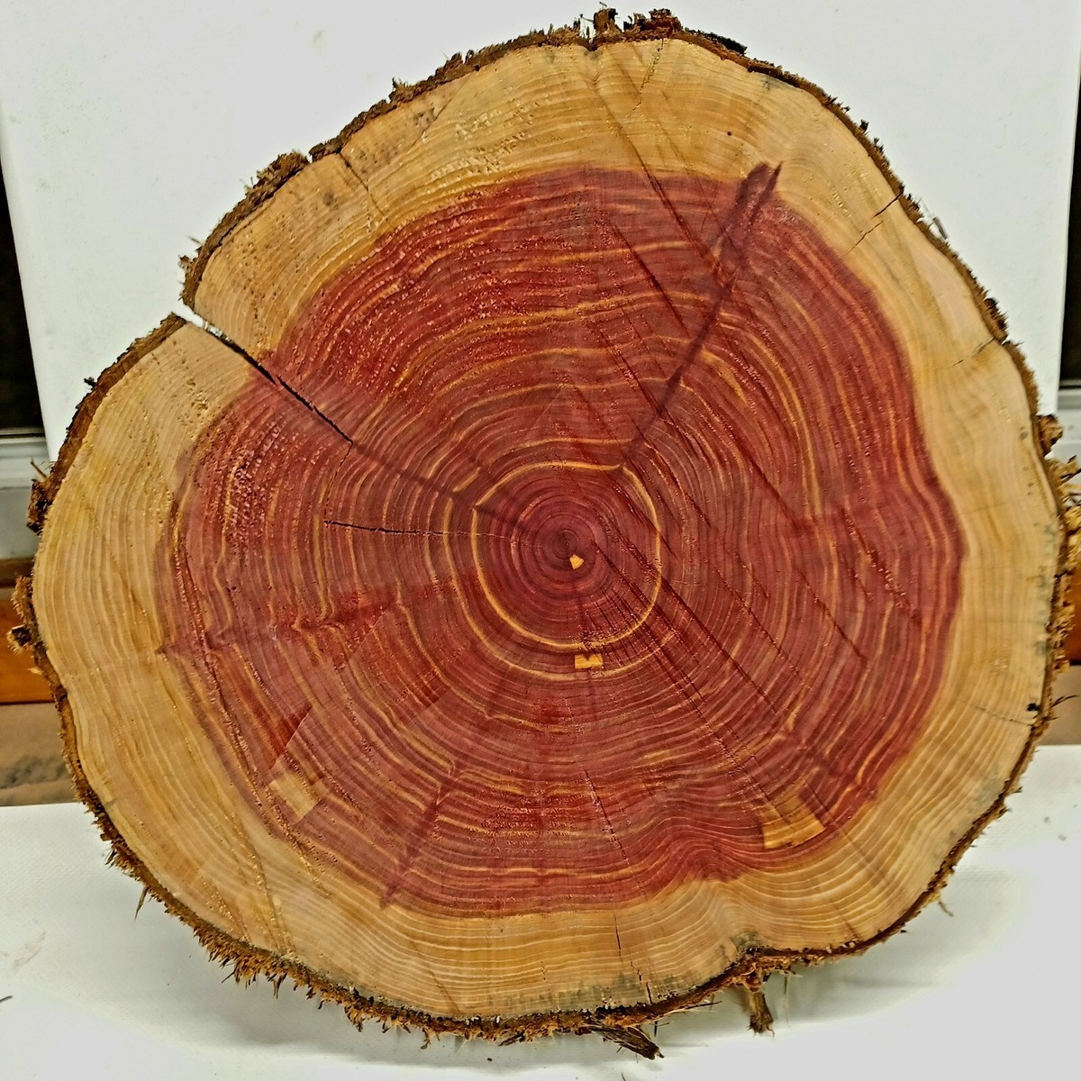 Cross Section Of Red Cedar Cross Section Of A Cedar Tree Trunk Stock