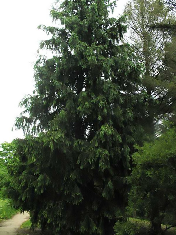 Himalayan Spruce, Picea smithiana, (Morinda Spruce), Tree Seeds ...