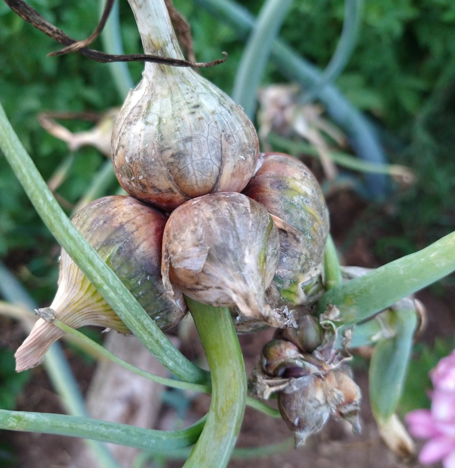 Egyptian Walking Onions 8 Plants Multiplier Bulbs Onion Organic Garden Heirloom | eBay