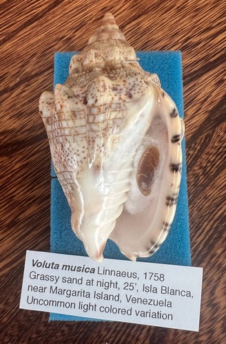 RARE! - "whiteish" Voluta musica - Isla Blanca, Venezuela - 81mm w ...