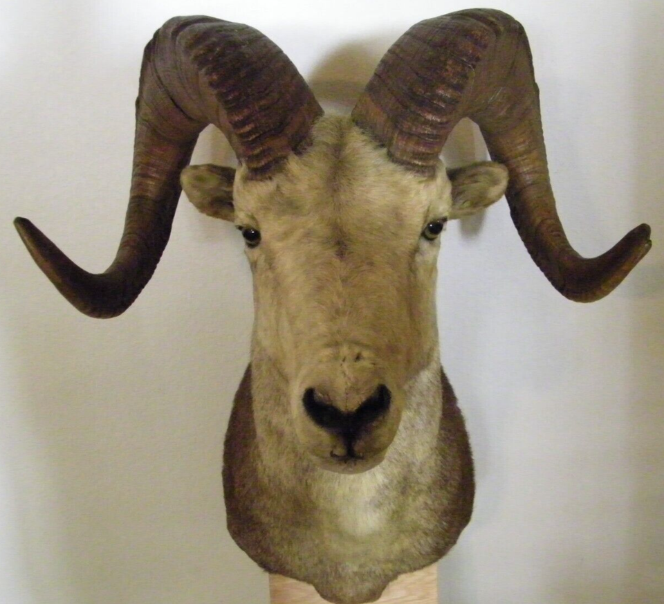 Bighorn Sheep Ram Shoulder Wall Mount Taxidermy | eBay