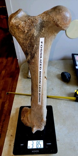 FOSSILIZED BISON LEG BONE ODDITIES TAXIDERMY SKULL FREAK SHOW MERMAIDS