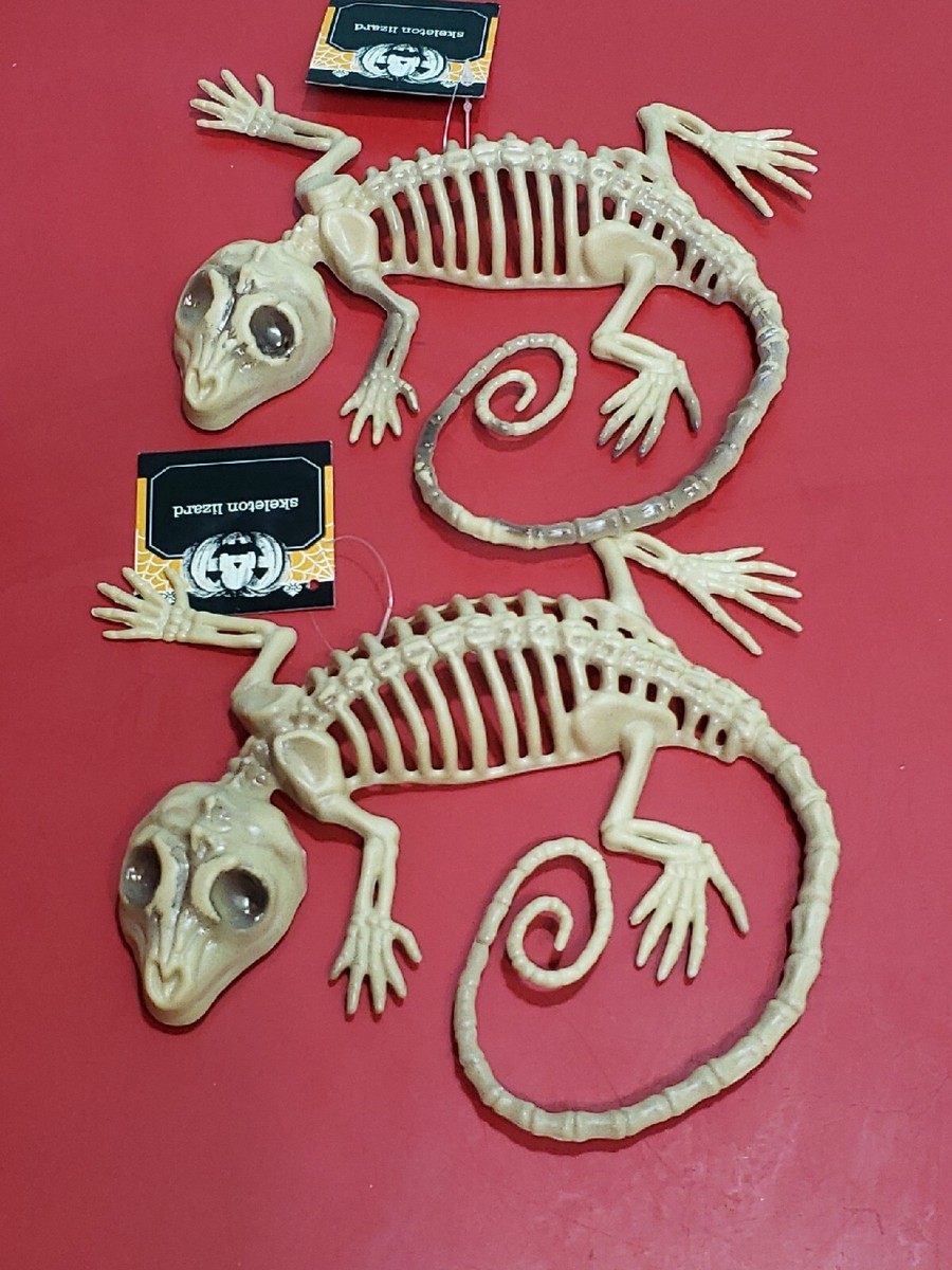 Gecko Skeleton Leaf Tailed Geckos Stock Image C058/2197 Science