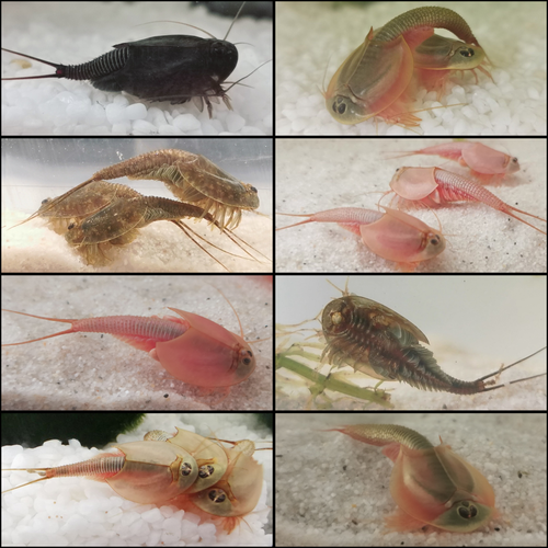 Triops (Urzeitkrebse) in verschiedenen Farben - 100, 200, 300 Eier ...