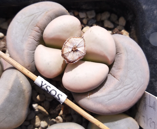 SEEDS -C273 Lithops Meyer 30 Seeds | eBay