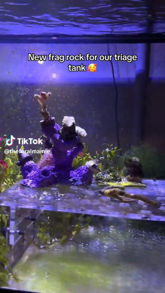 Sandbed 7 Hole Frag Plug Coral Tree Rock Base for Live Coral | eBay