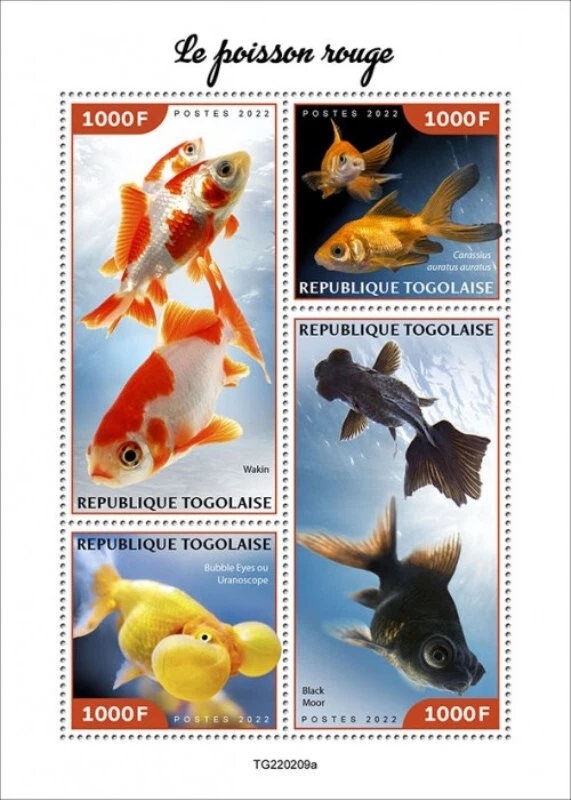 Goldfish Types Chart