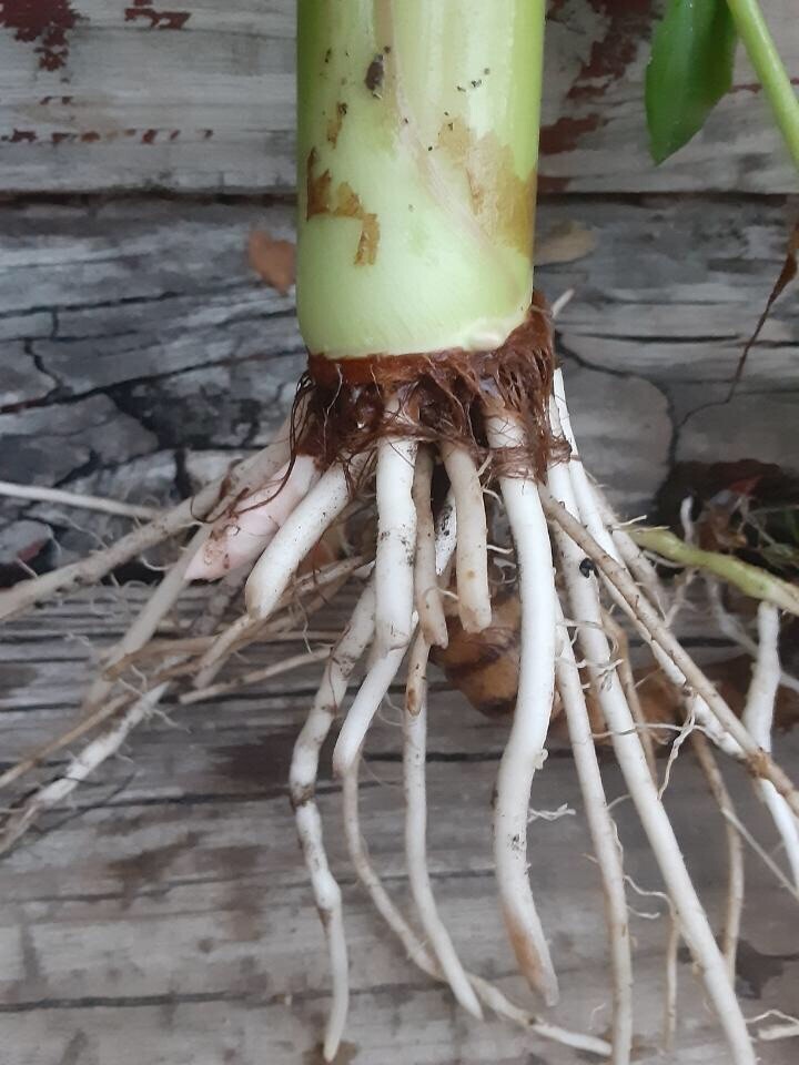 Prop Roots Of Sugarcane