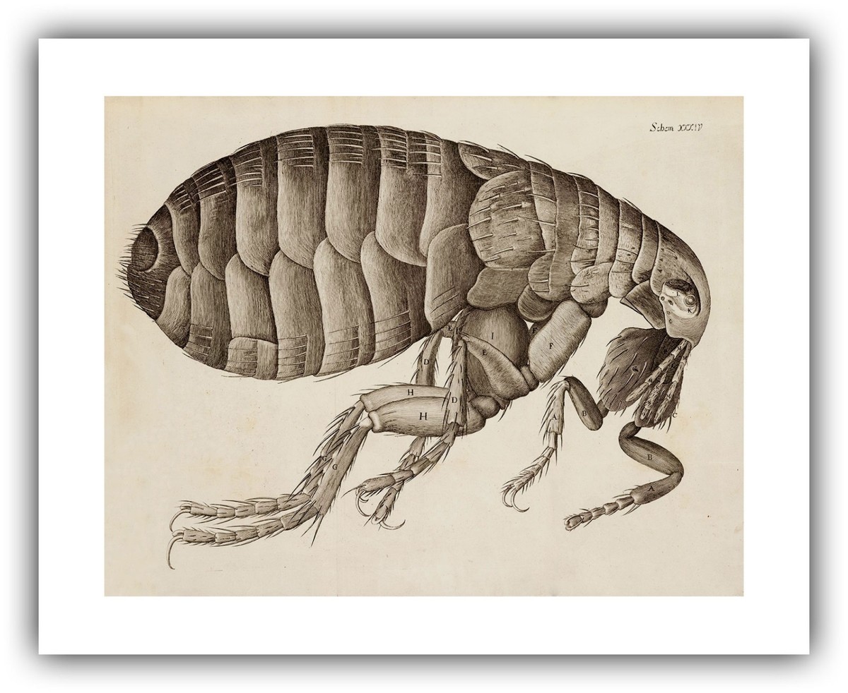 Robert Hooke Death