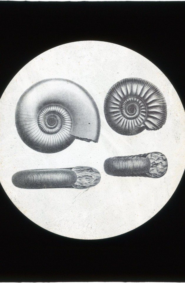 ca1910 Glass Magic Lantern Slide Ammonites Jas W Queen Opticians ...