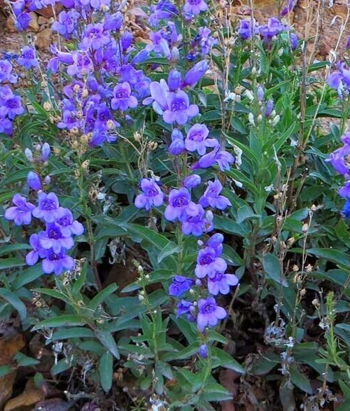 Penstemon Cyananthus, Wasatch 20 perennial seed, pollinators fav | eBay