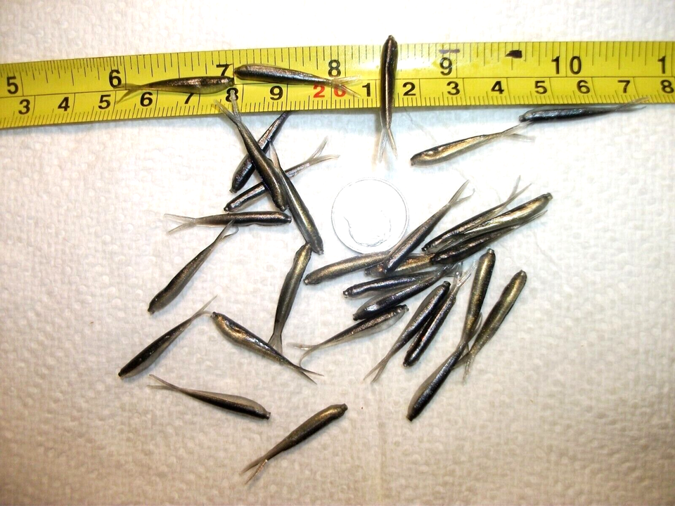 100-1 1/8"crappie panfish-soft fishing minnows-grubs-jig-scent-split ...