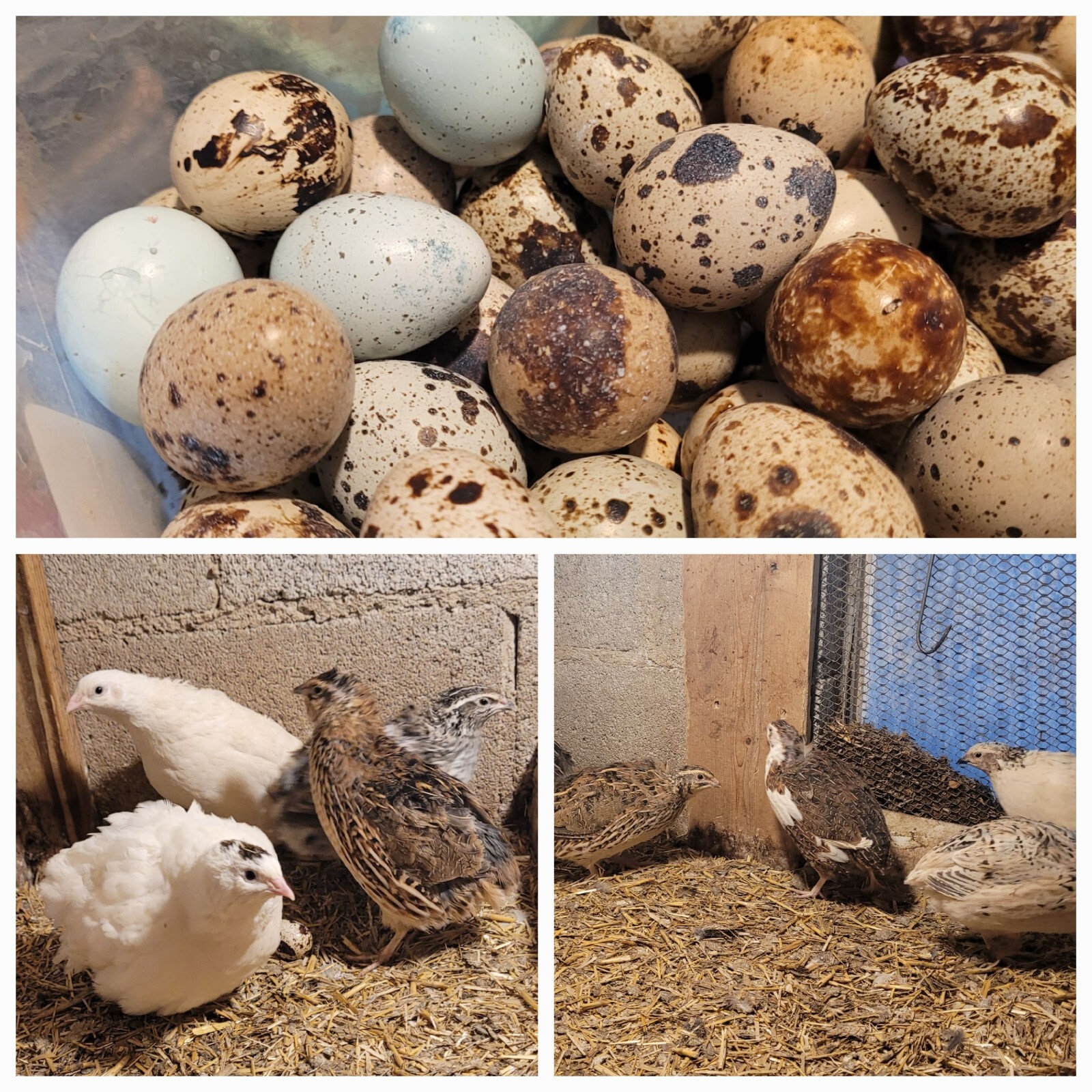 1 Dozen + Jumbo Coturnix Quail Hatching Eggs Fertile | eBay
