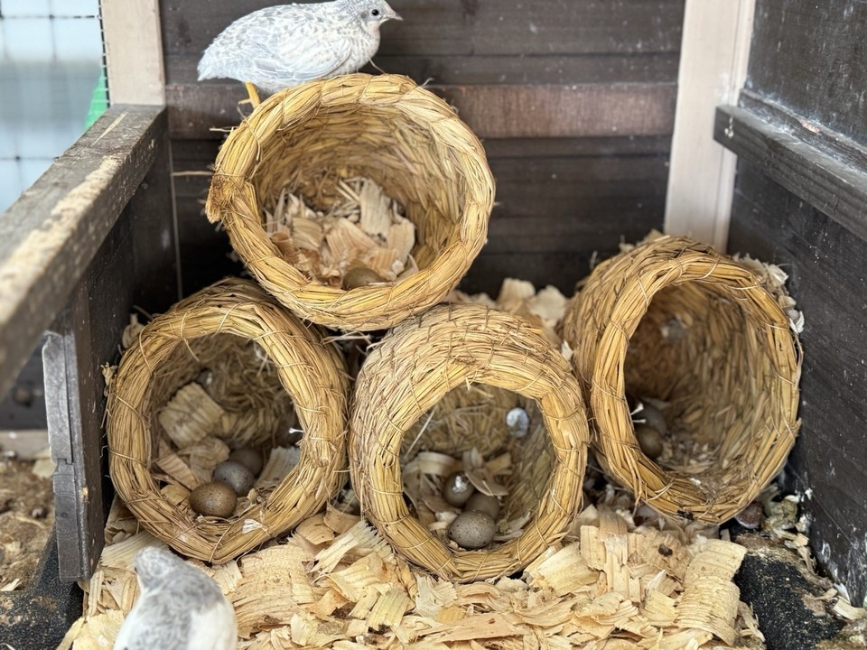 20 Fertile Button Quail Eggs For Hatching/ Consuming/ Feeding Pets | eBay