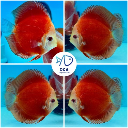 2 Live Aquarium Discus Fish High Quality - Red Melon - USA SELLER | eBay