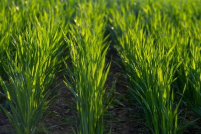 20 Pounds Premium Winter Rye Cover Crop Seeds - Non-GMO Rye Grain | eBay