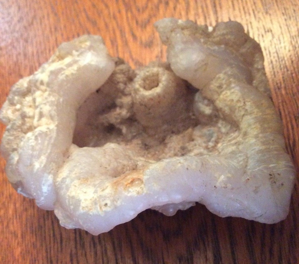 Genuine old fossil Pohlsepia octopus-like unique rare irreplaceable | eBay