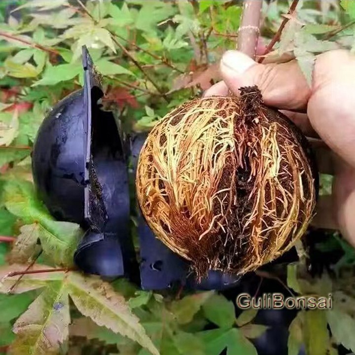 Reusable Air Layering Pods Bonsai Plant Root Growing Box Tree ...