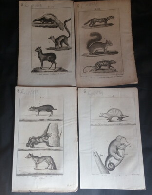4 Engravings: Ferret, Anteater, Squirrel, Marte, Akouchi, Skunk, Musk ...