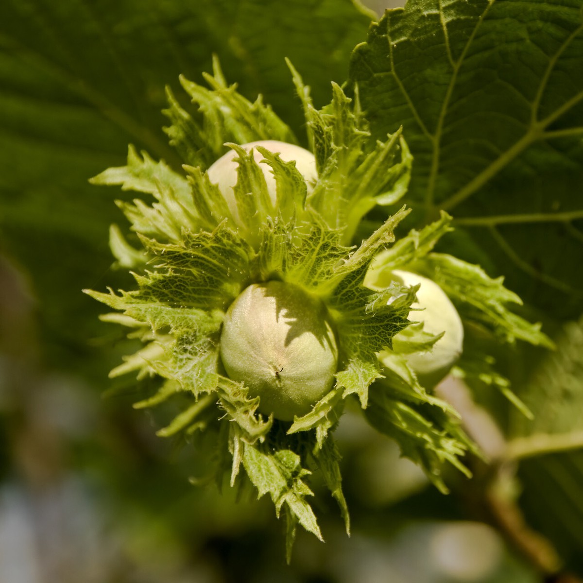 Hazel Nuts Hazel 'Kent Cob'Tree Corylus Cobnut 4-5ft 6L Pot ...