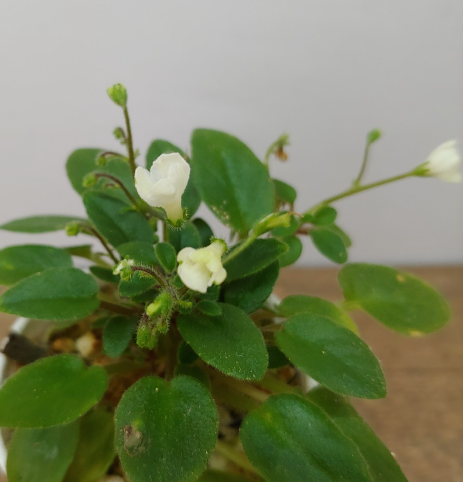 African Violet Plant -- Chantaspring ~ mini trailer ~ blooming | eBay