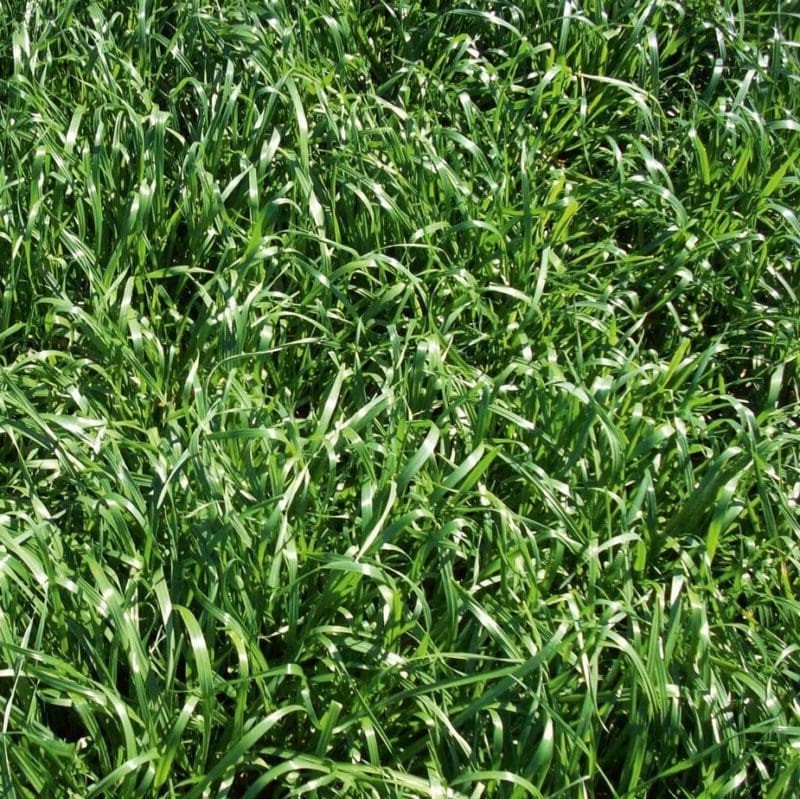 Annual Rye Grass Lawn Seed Cool Season Pasture Forage Cover Crop ...