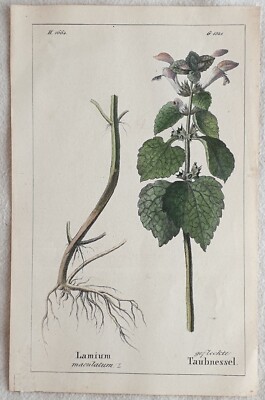 Lamium Maculatum False Nettle Spotted Pink Pewter Switzerland 1843 ...