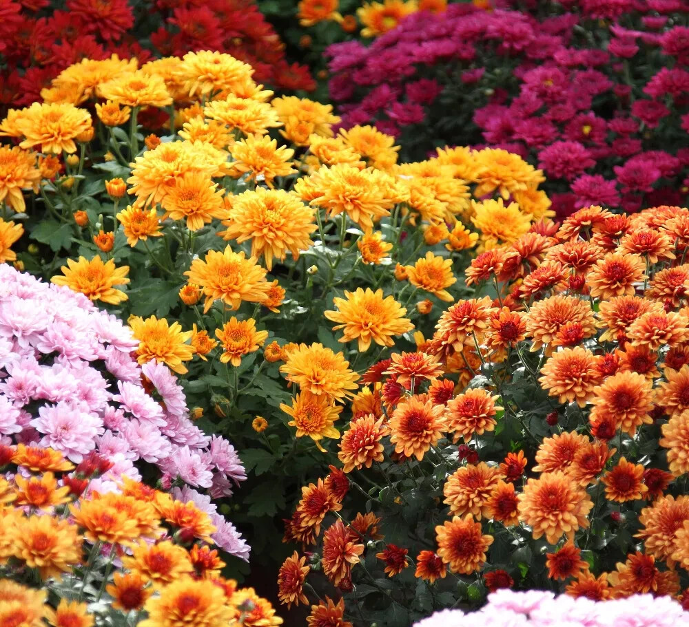 Garden Mums Chrysanthemum indicum Fanfare mixed 200 seeds+ FREE PLANT ...