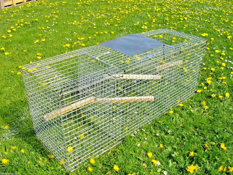 Larsen trap double top entry capture cage CROW magpie larson TrapMan ...