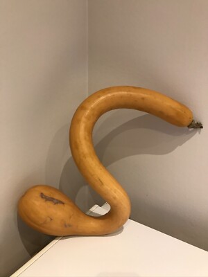 crookneck Squash Seeds Long neck Variety X3 Seeds London Seller | eBay