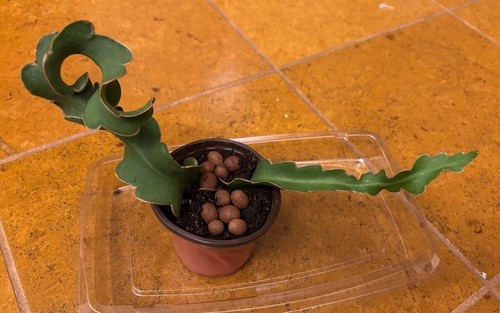 Curly Orchid Cactus, Epiphyllum Guatemalense Monstrose, Curly Locks ...