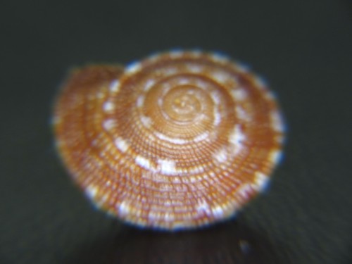 HELIACUS IMPLEXUS: I JUST GOT THE CORRECT ID OF THIS HAWAIIAN SUNDIAL @ 12.19MM! | eBay