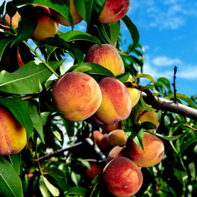 Peach Tree Seeds Dwarf Loring NEMAGUARD (Prunus persica) Fast Hardy ...
