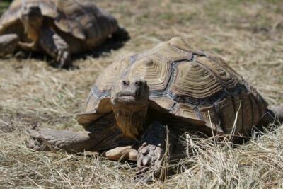 AFRICAN SULCATA SPURRED TORTOISE GLOSSY POSTER PICTURE PHOTO PRINT ...