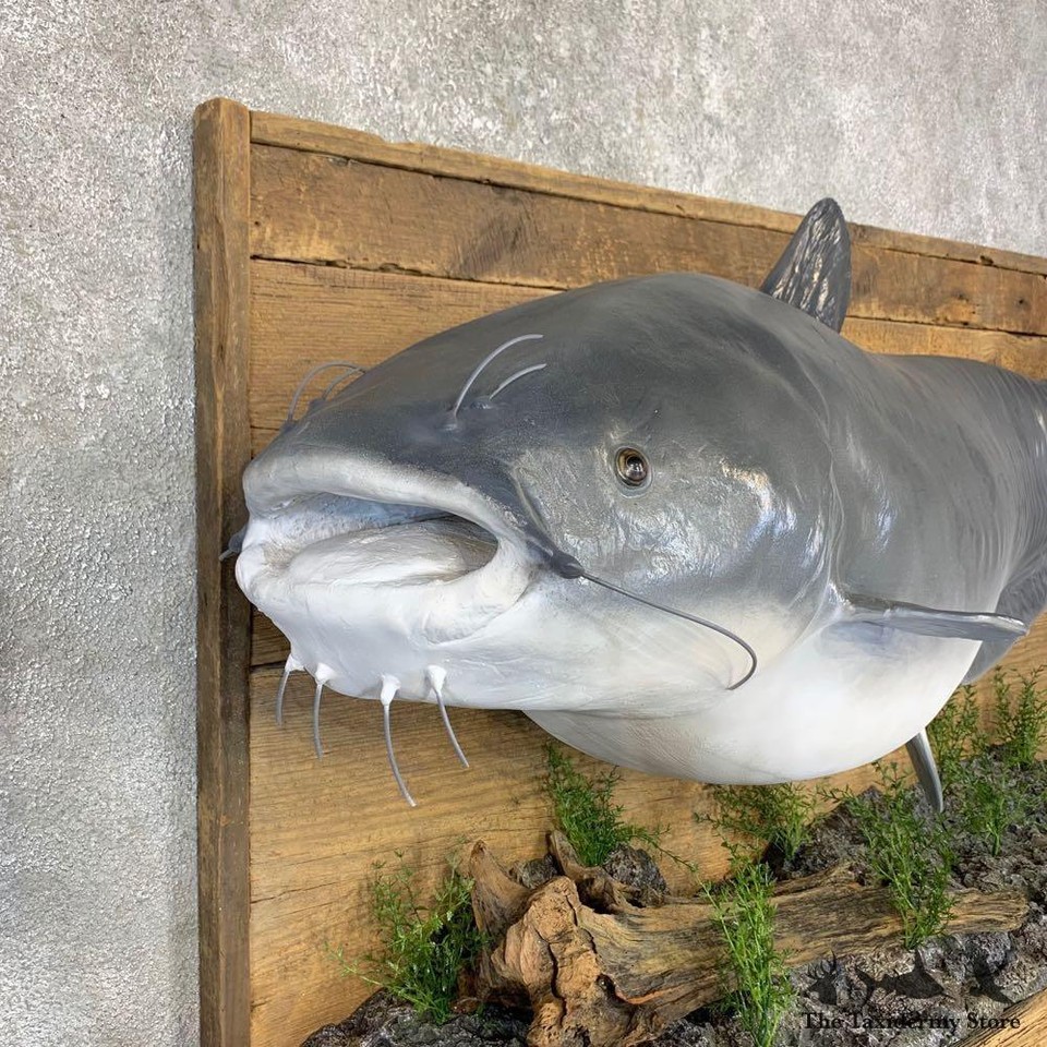 #24025 P | Reproduction Blue Catfish Taxidermy Fish Mount | eBay