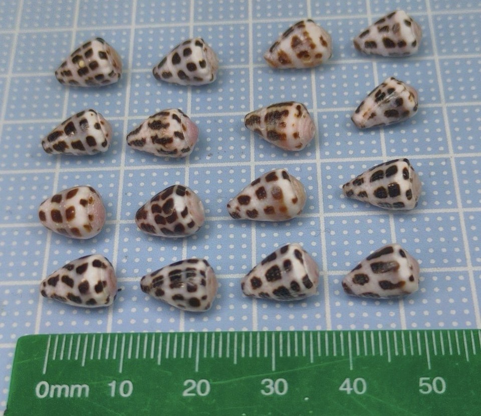 Hebrew cone shell from japan Shells of Okinawa | eBay