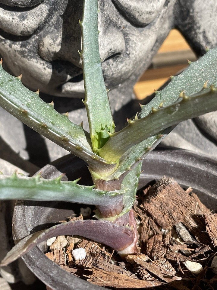 ALOE RUPESTRIS - rare single stem tree aloe seedling -- SEED GROWN!! | eBay