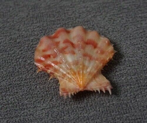 Chlamys rastellum 30 mm GEM " PINKISH color pattern selected collection ...