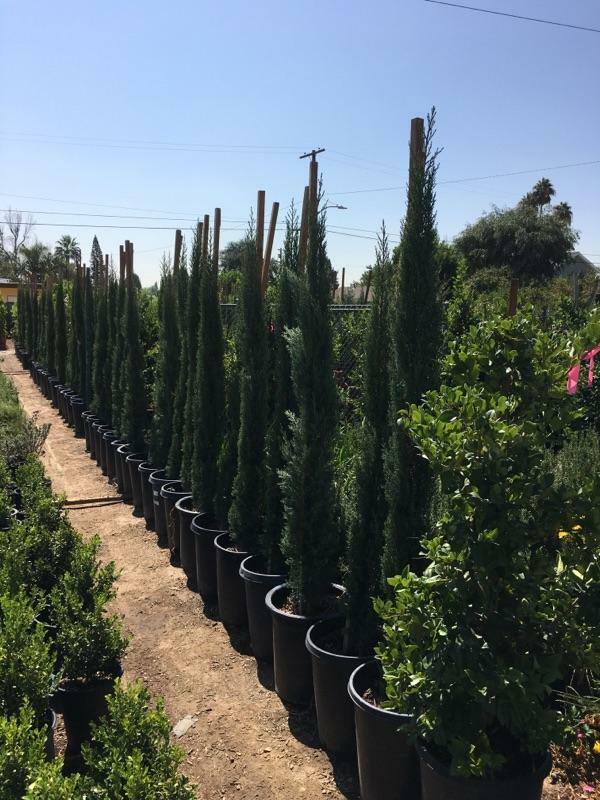 Cypress Tree Flower